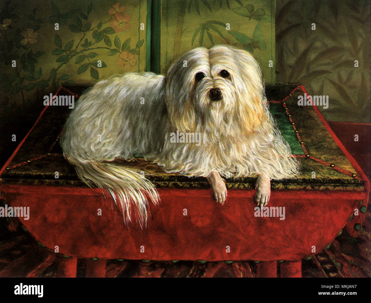 Maltese portrait hi-res stock photography and images - Alamy