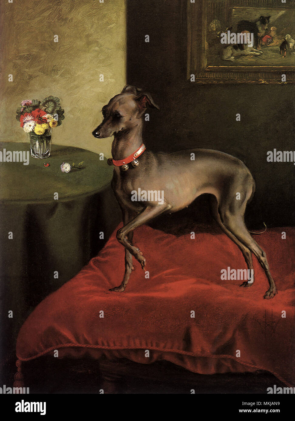 Grey Italian Greyhound Stock Photo - Alamy