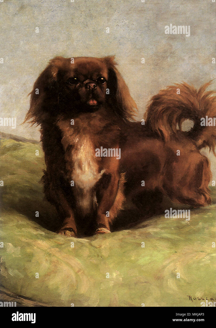 Peke peke hi-res stock photography and images - Alamy