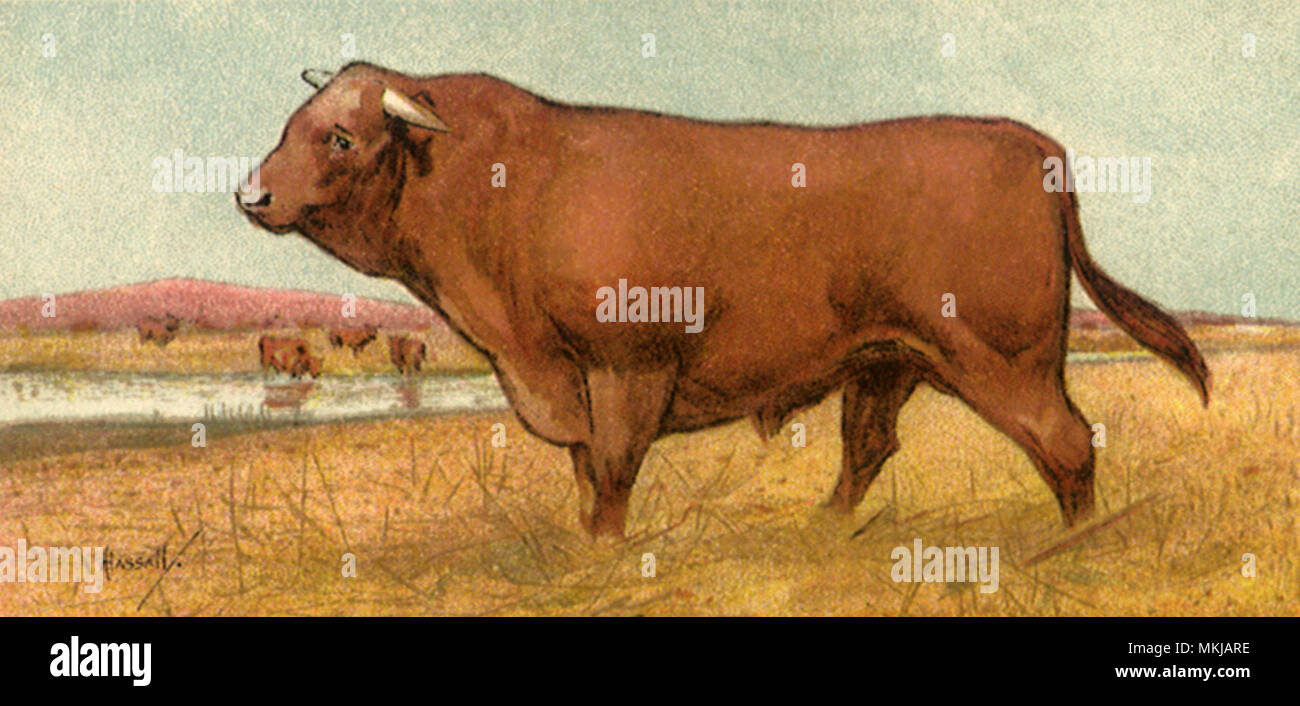 Welsh cows hi-res stock photography and images - Alamy