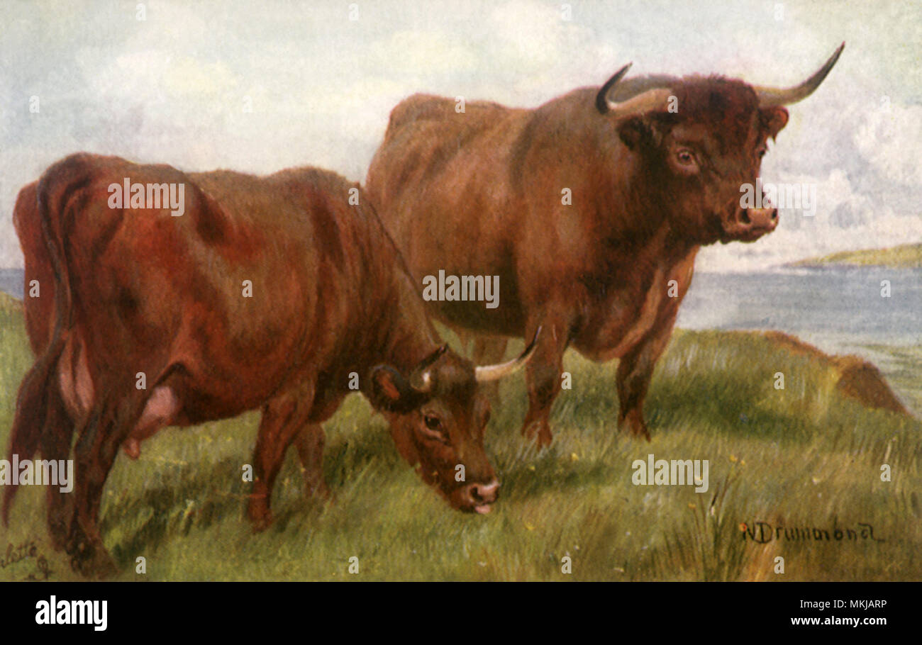 Cattle beast hi-res stock photography and images - Alamy