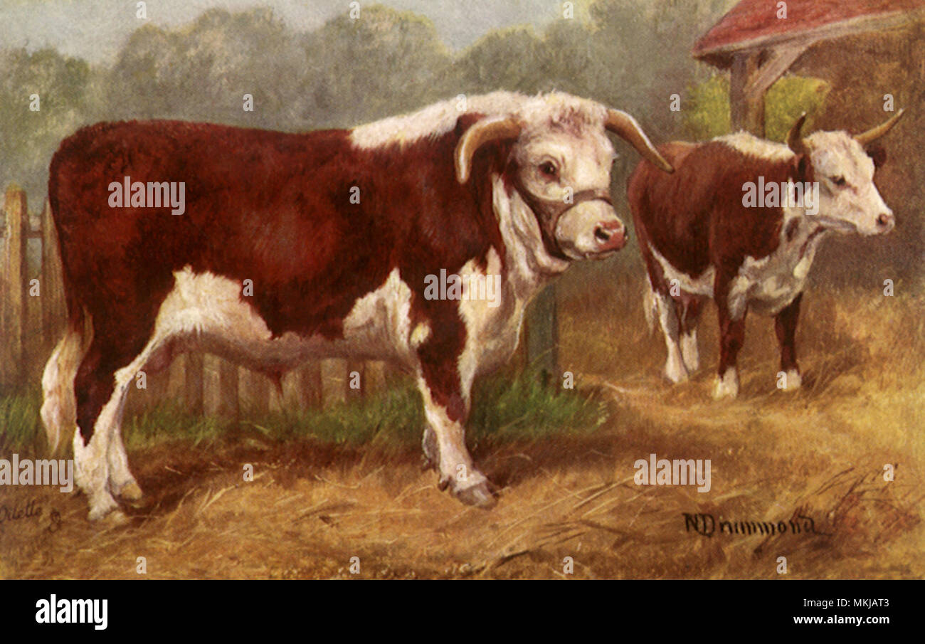 Hereford Bull and Cow Stock Photo - Alamy