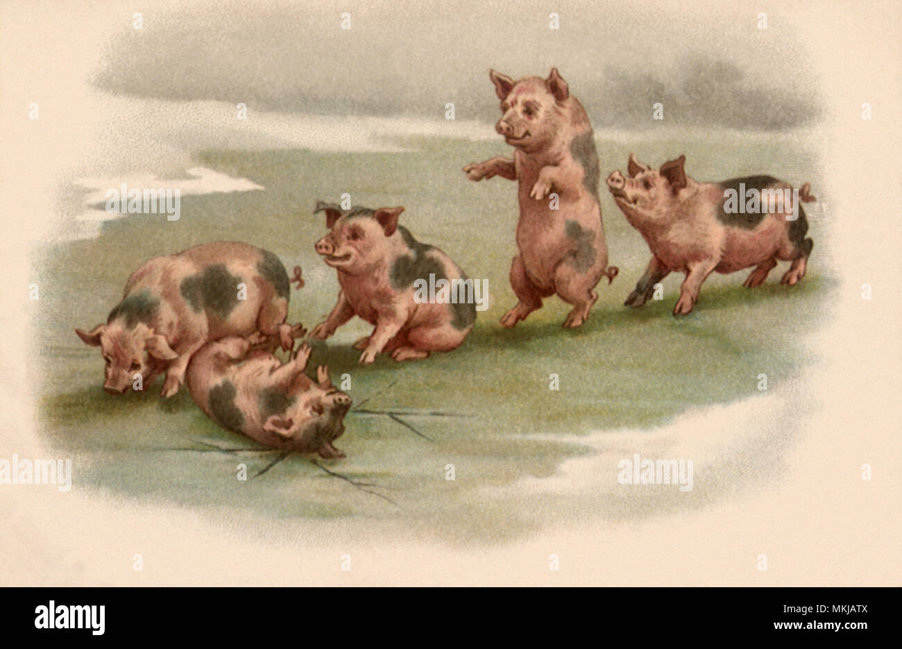 Humorous pigs hi-res stock photography and images - Alamy