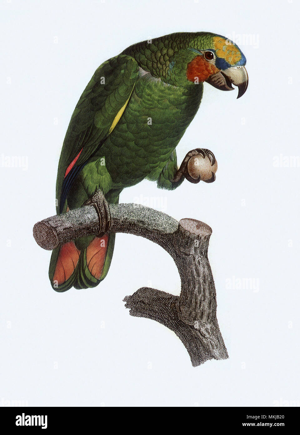 Parrot with Ball Stock Photo - Alamy