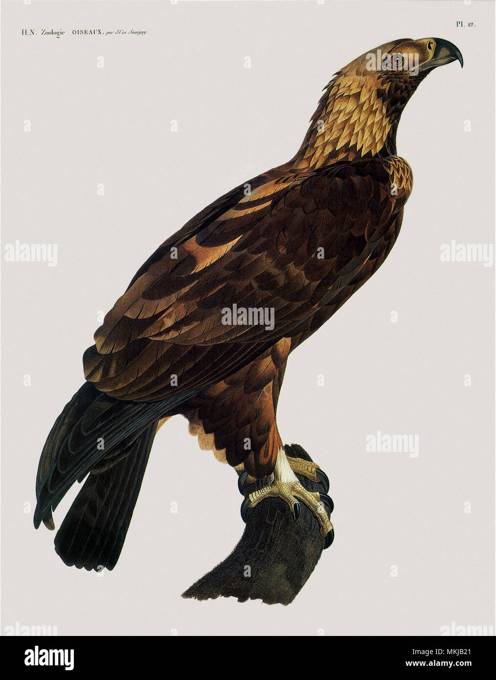 Eagle classic hi-res stock photography and images - Alamy