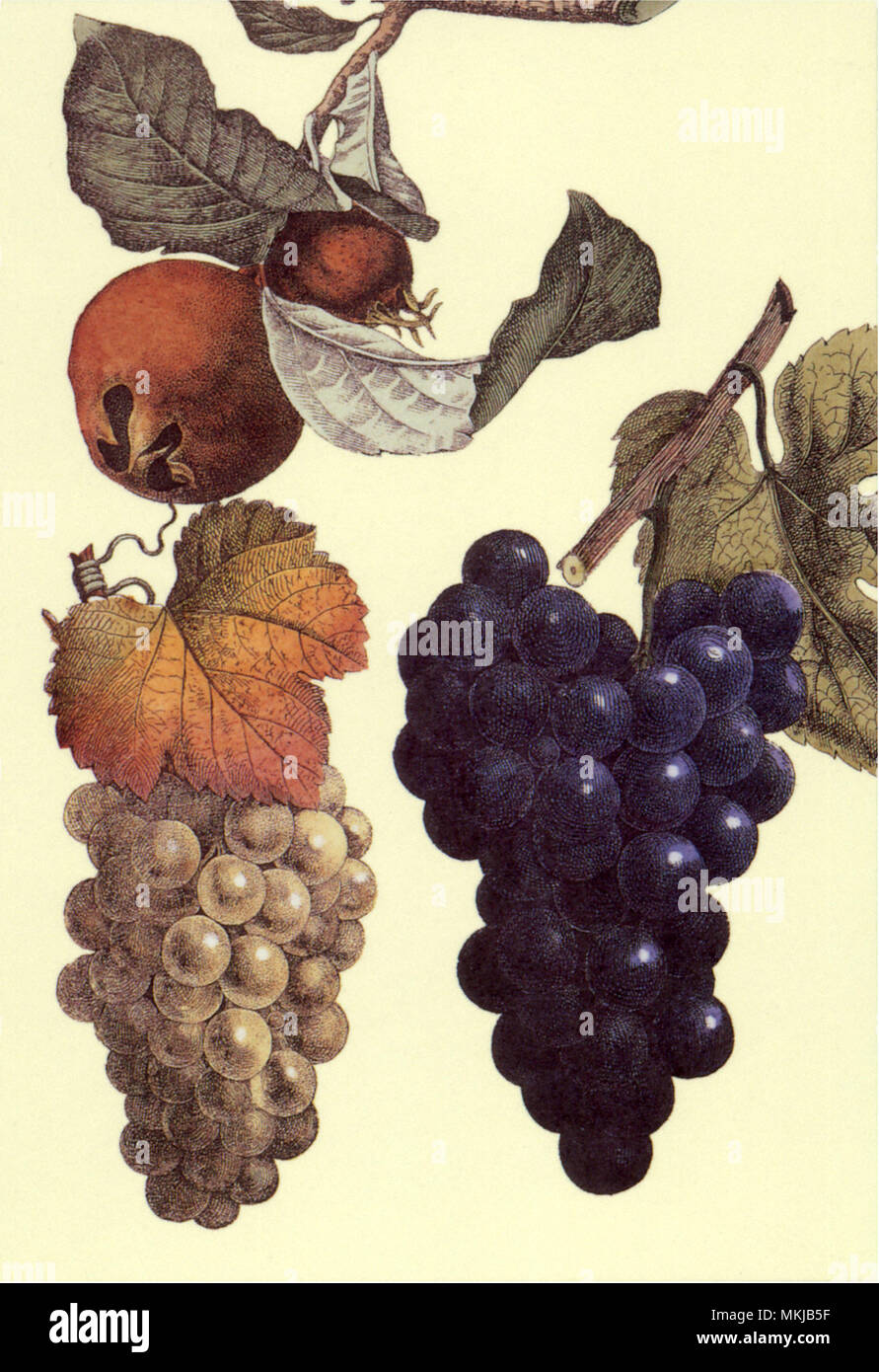 Science of grapes hi-res stock photography and images - Alamy