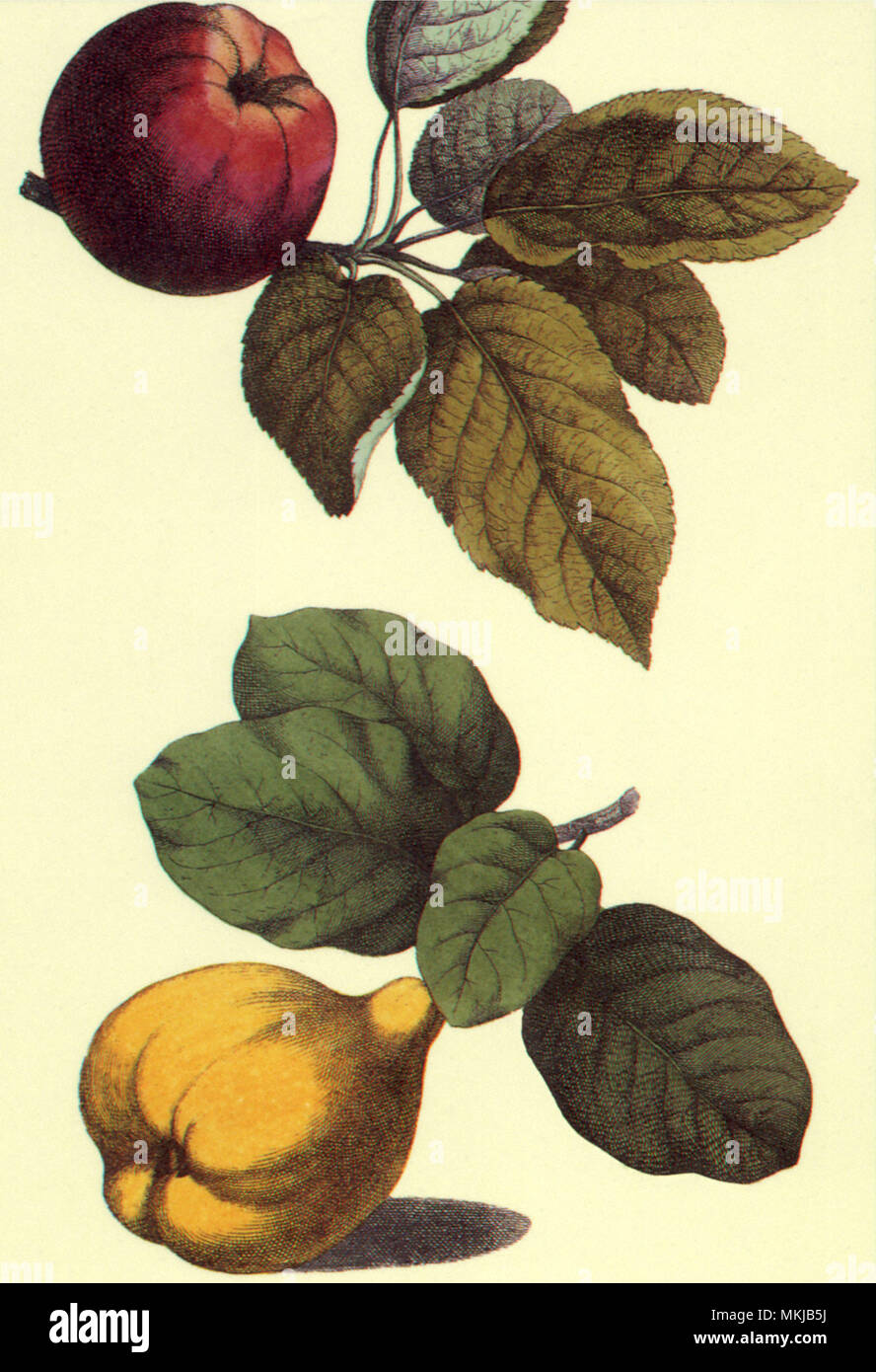 Peach plants hi-res stock photography and images - Alamy