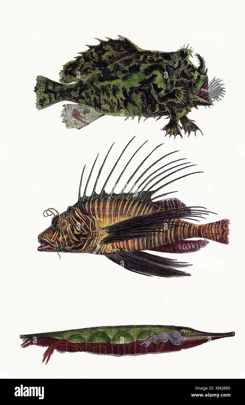 Small fish bones hi-res stock photography and images - Alamy