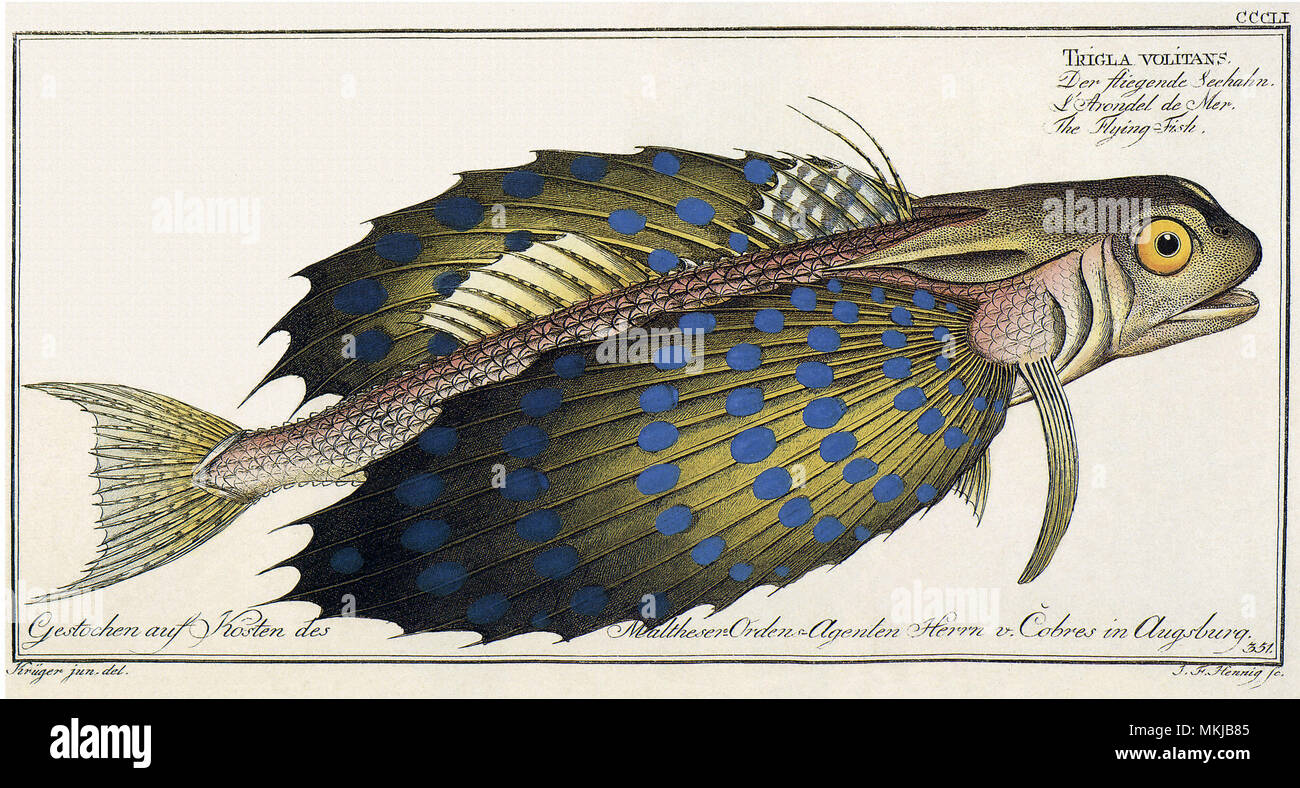 Flying gurnard fish hi-res stock photography and images - Alamy