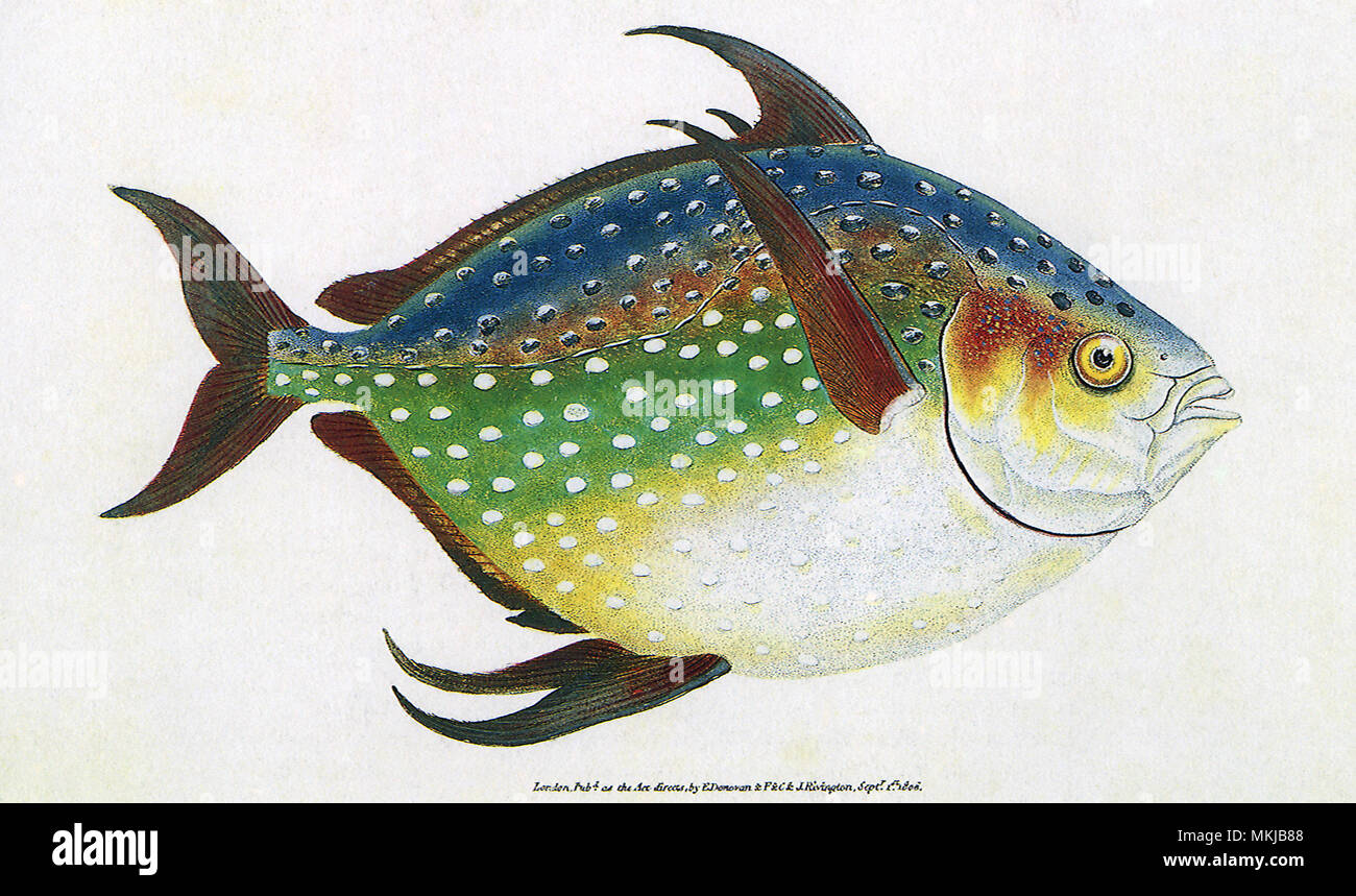 Opah fish hi-res stock photography and images - Alamy