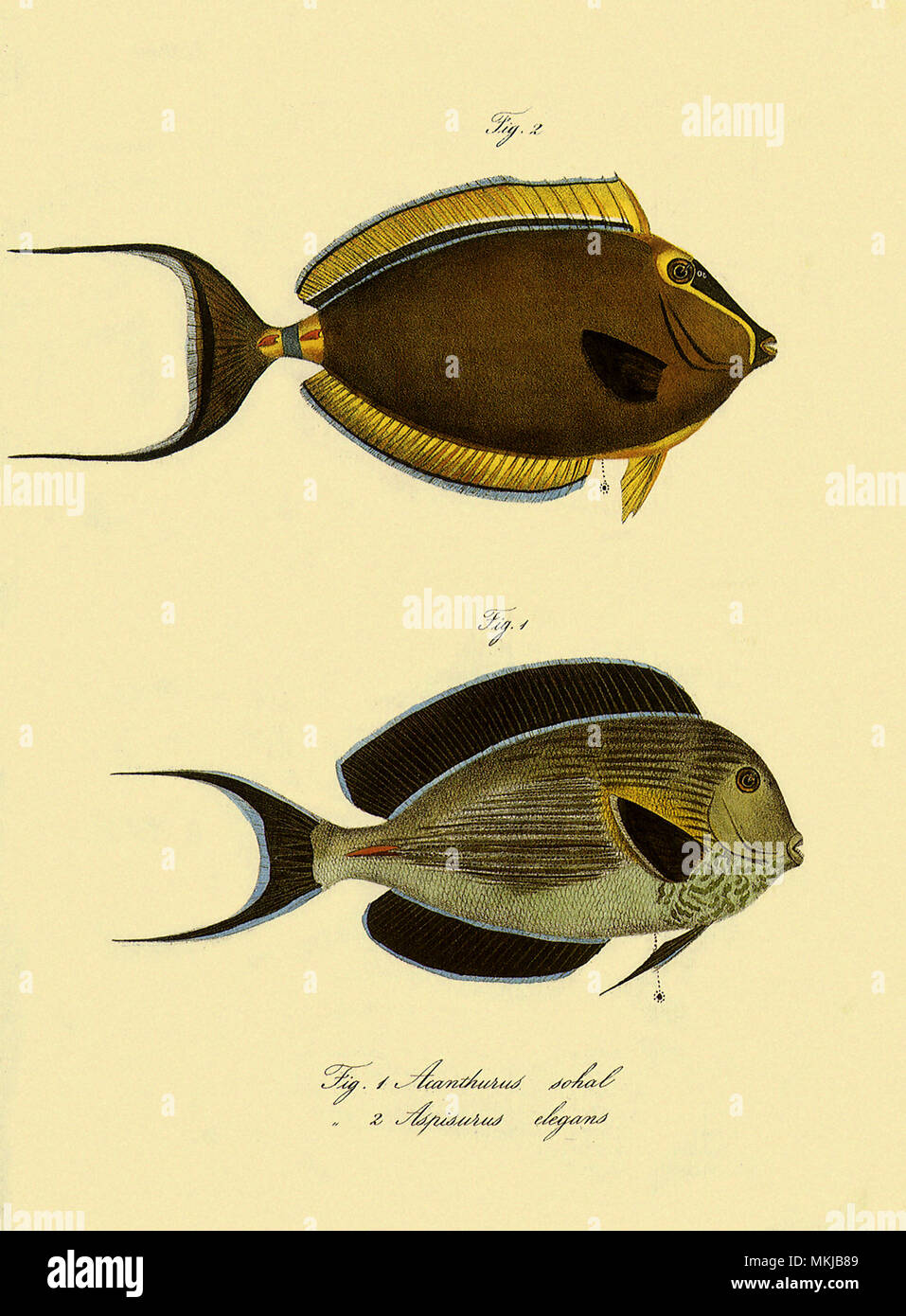 Two curved fish hi-res stock photography and images - Alamy