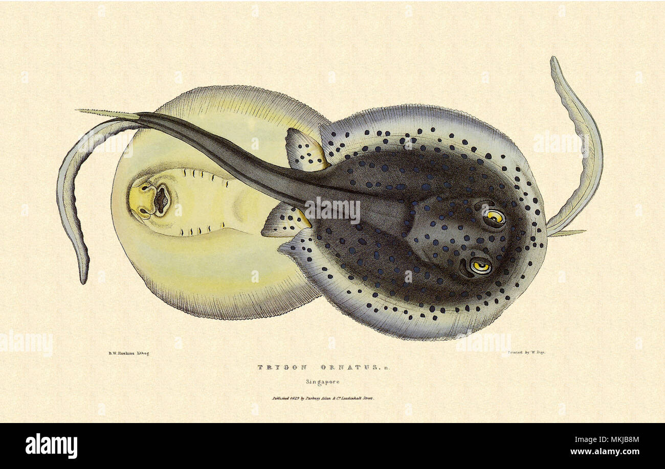 Sting ray tail hi-res stock photography and images - Alamy