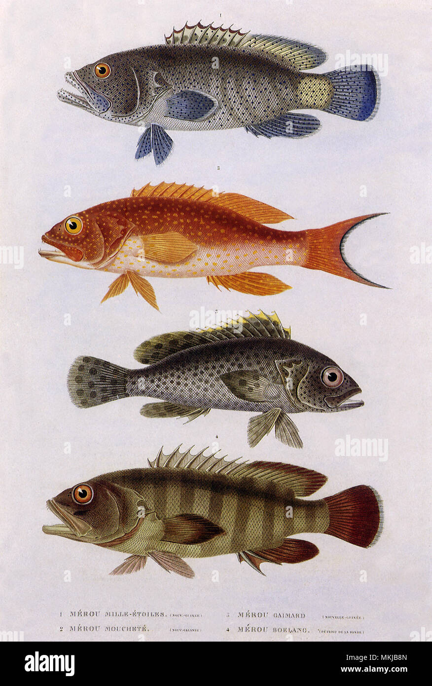 Four sea creatures hi-res stock photography and images - Alamy