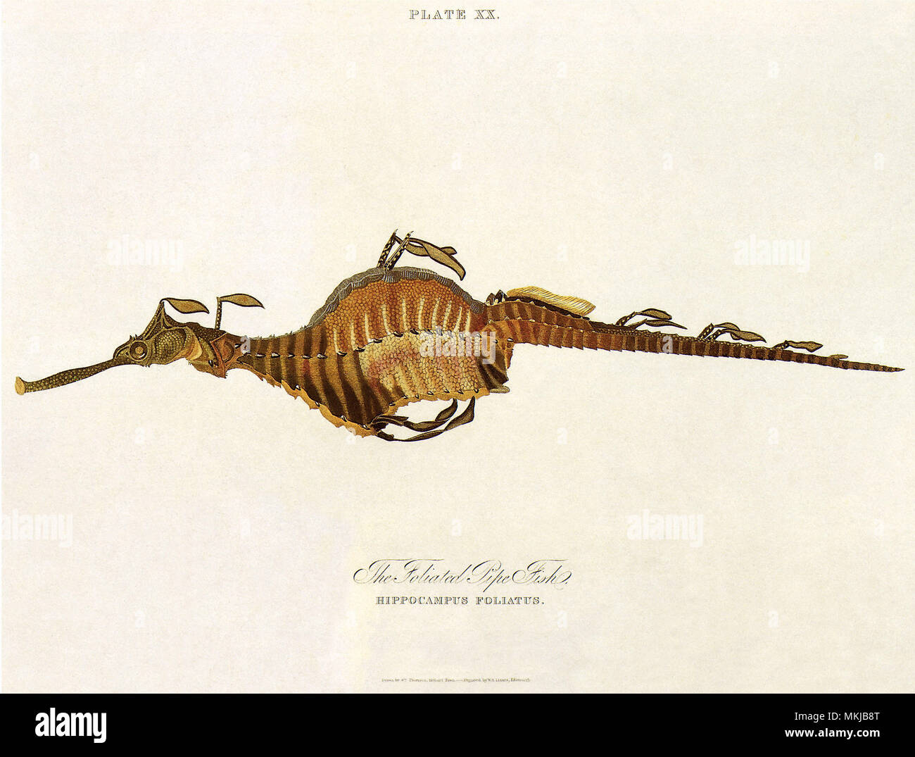 Tail of the dragon hi-res stock photography and images - Alamy