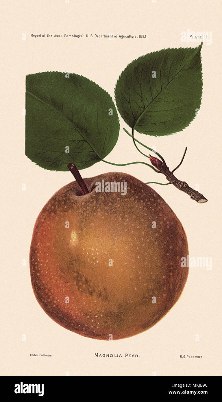 Peach plants hi-res stock photography and images - Alamy