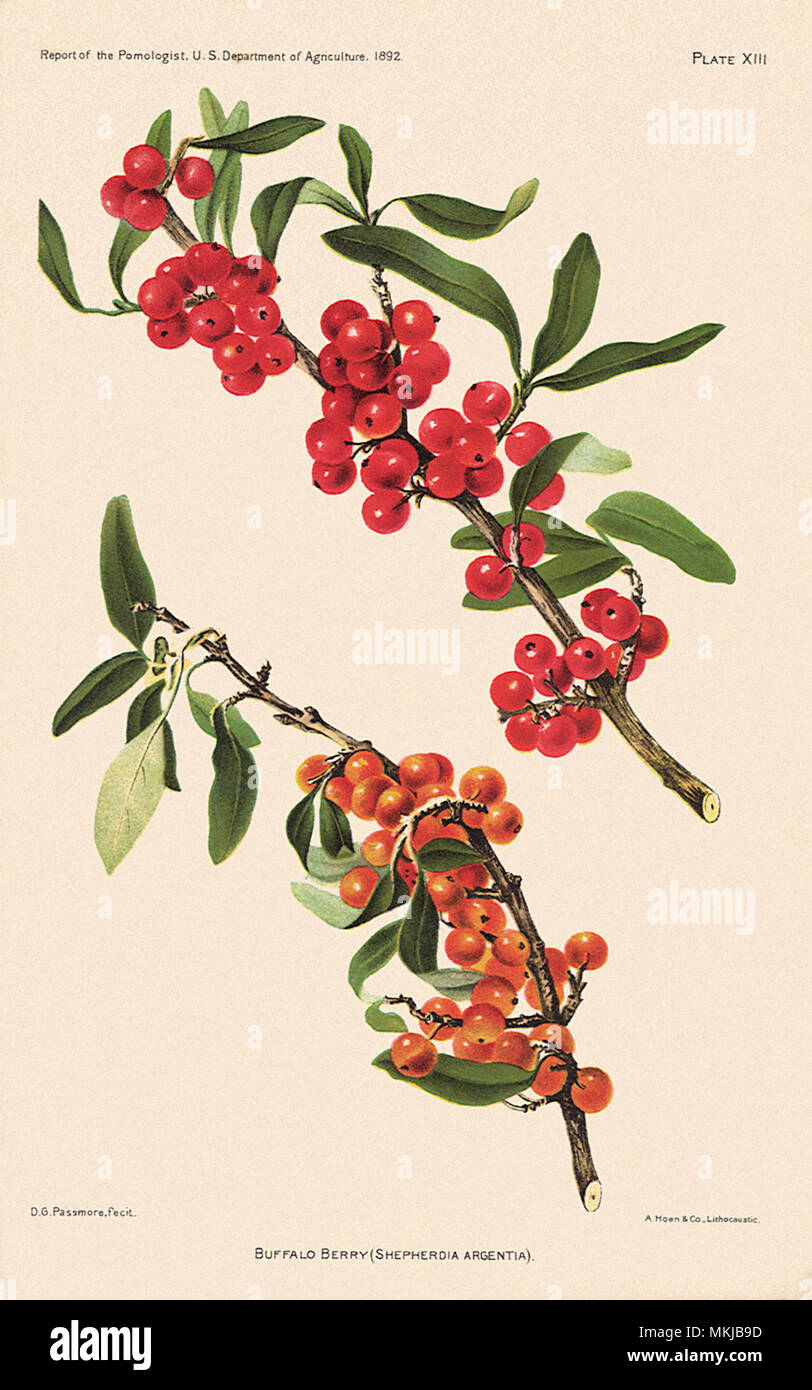 Buffalo berry hi-res stock photography and images - Alamy