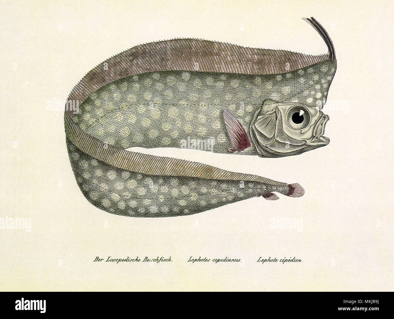 Oarfish hi-res stock photography and images - Alamy