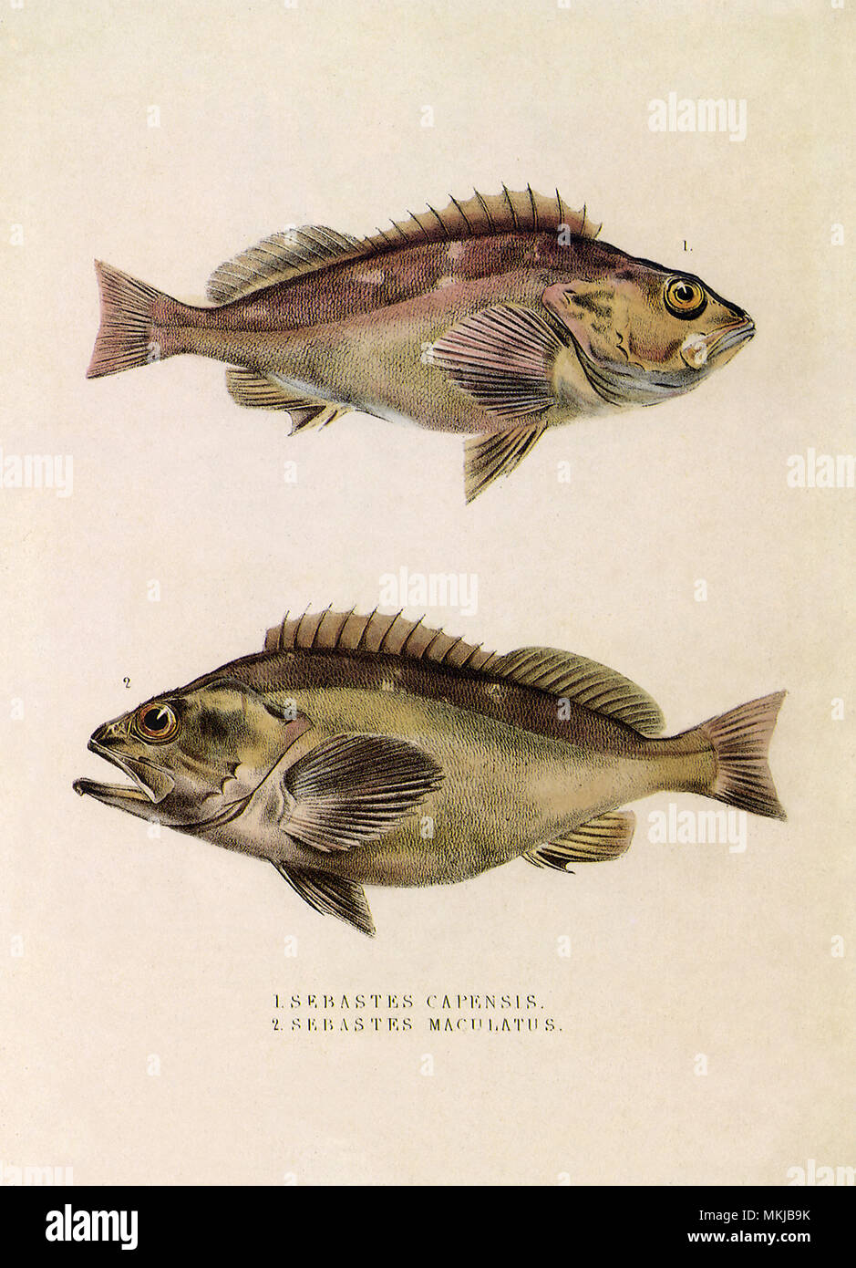 False jacopever hi-res stock photography and images - Alamy