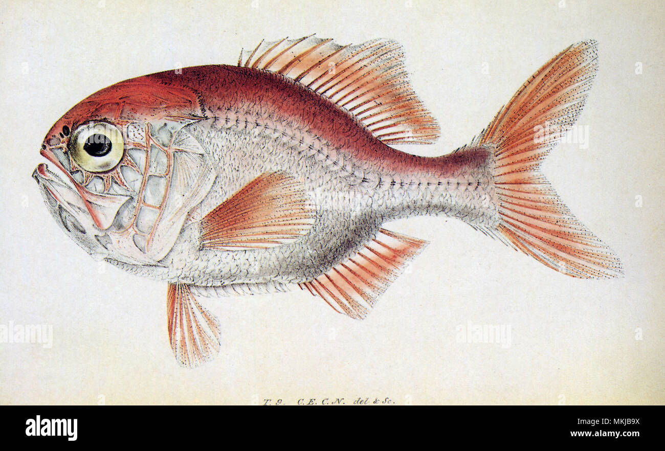 Big eye soldierfish hi-res stock photography and images - Alamy