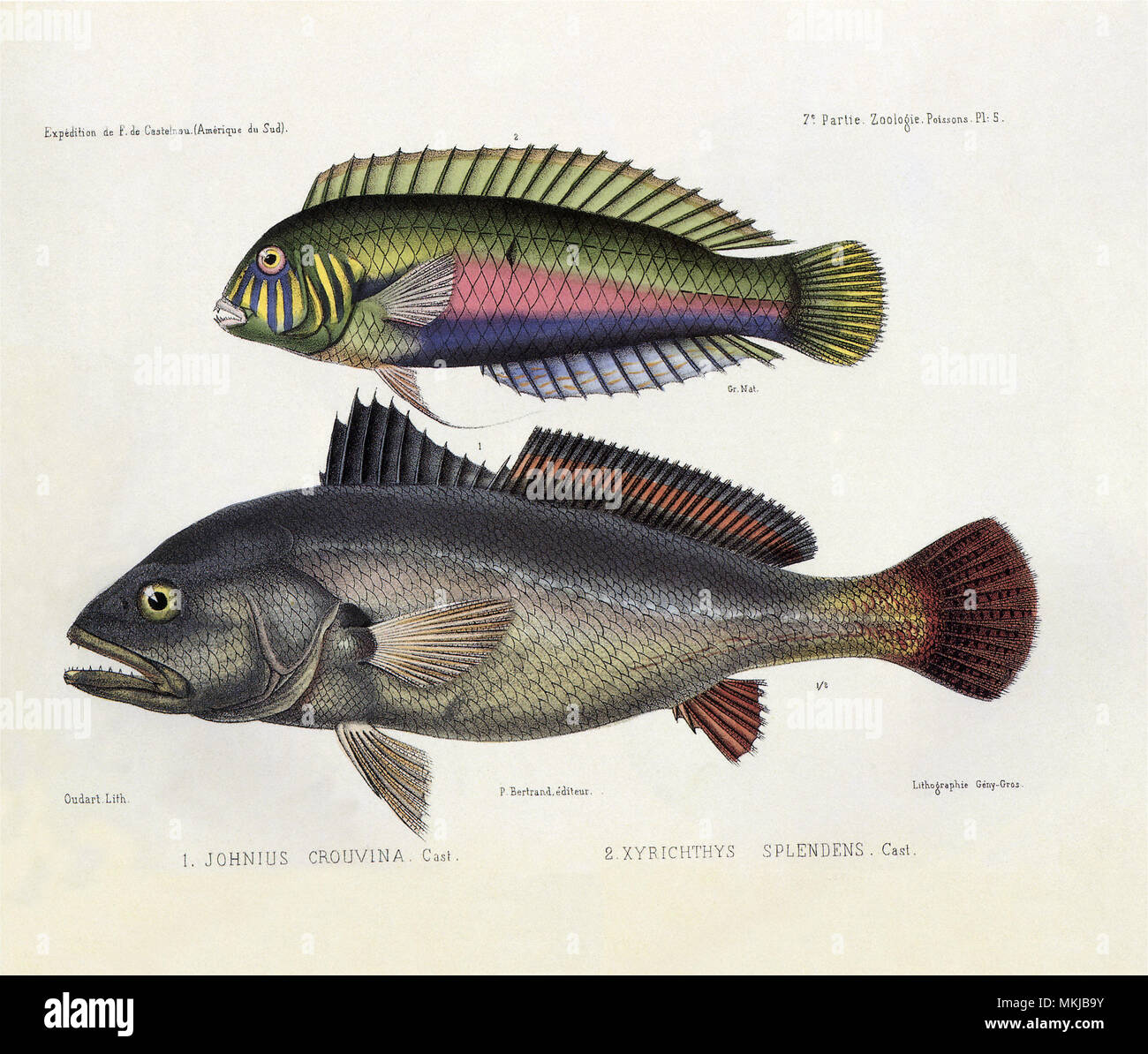 Exotic creatures hi-res stock photography and images - Alamy