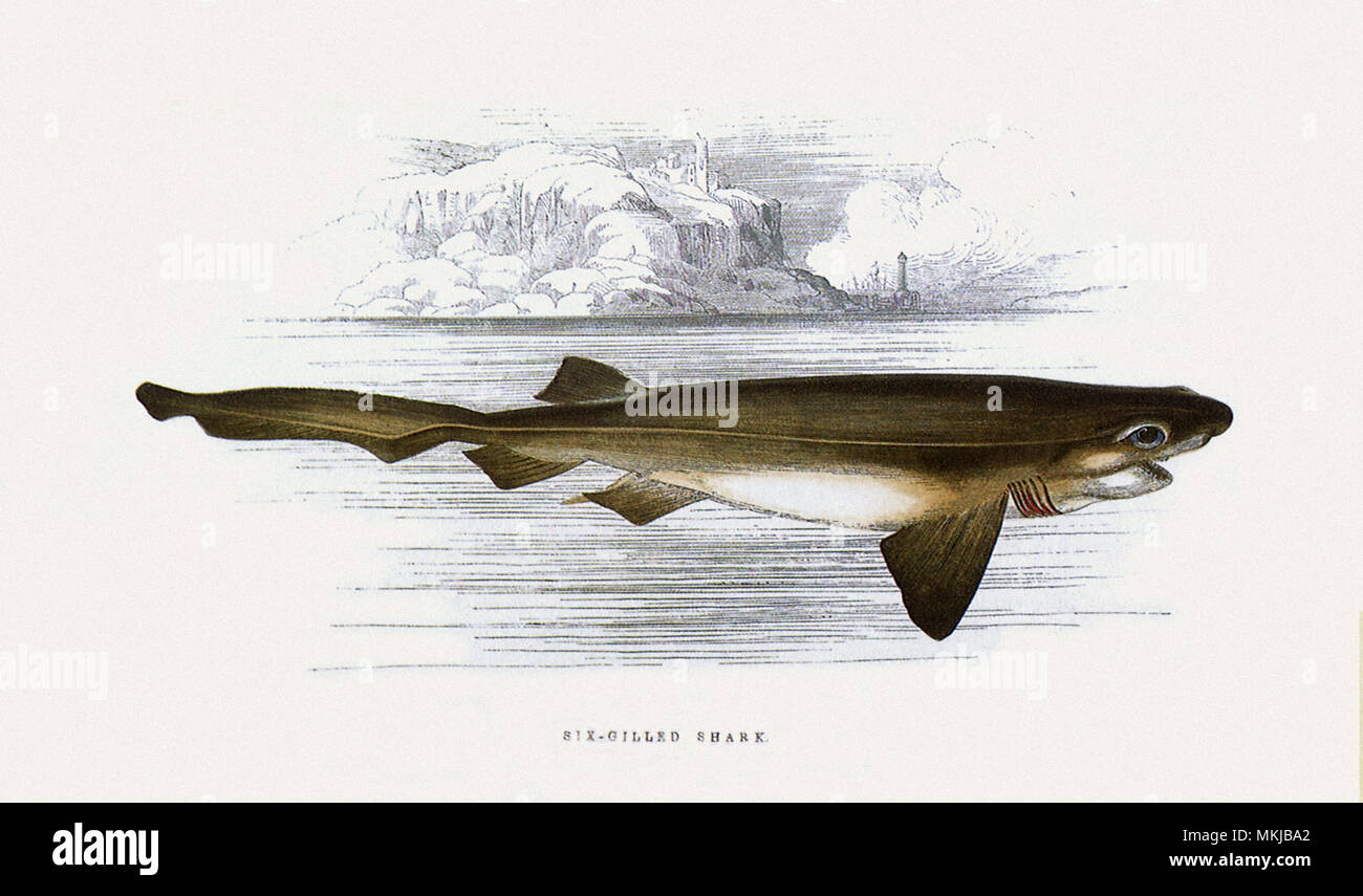 Six fins hi-res stock photography and images - Alamy