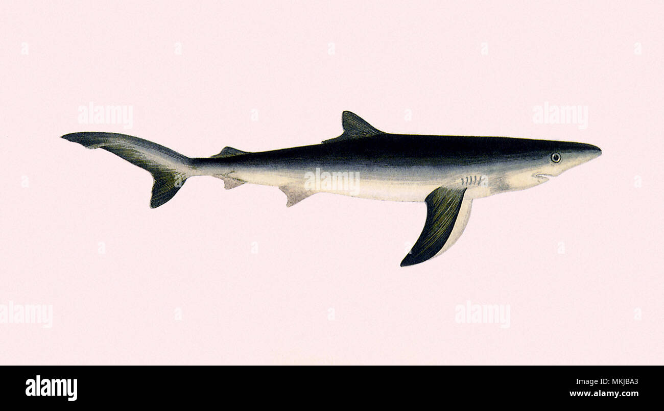 Shark coloring hi-res stock photography and images - Alamy