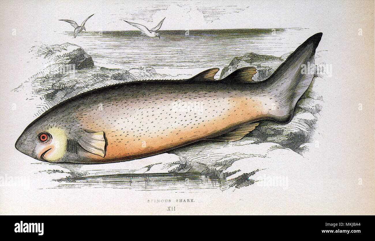 Bramble shark hi-res stock photography and images - Alamy