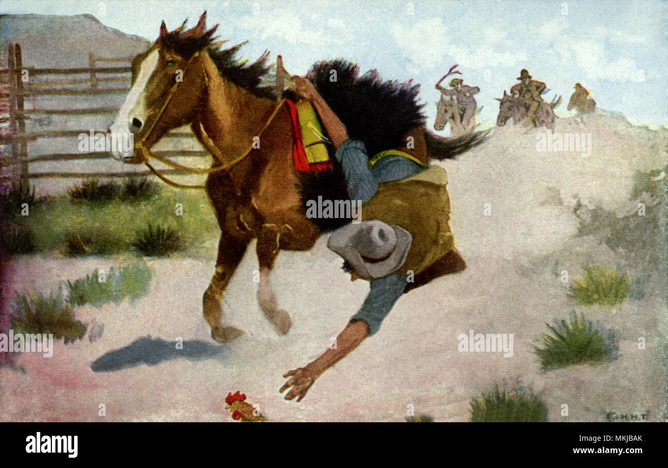 Contest chicken hi-res stock photography and images - Alamy