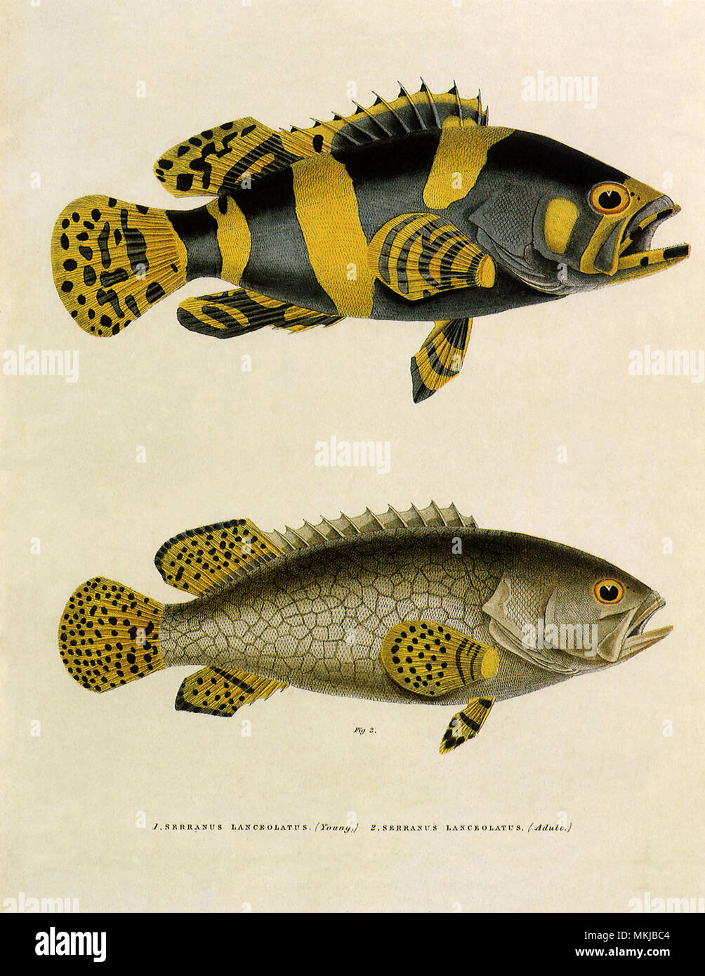 Creatures contrasted hi-res stock photography and images - Alamy