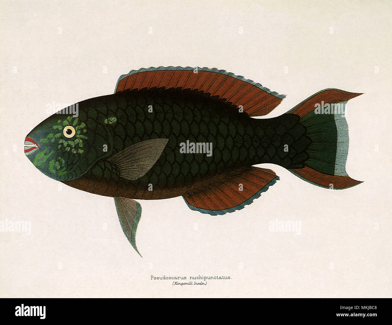 Parrotfish illustration hi-res stock photography and images - Alamy