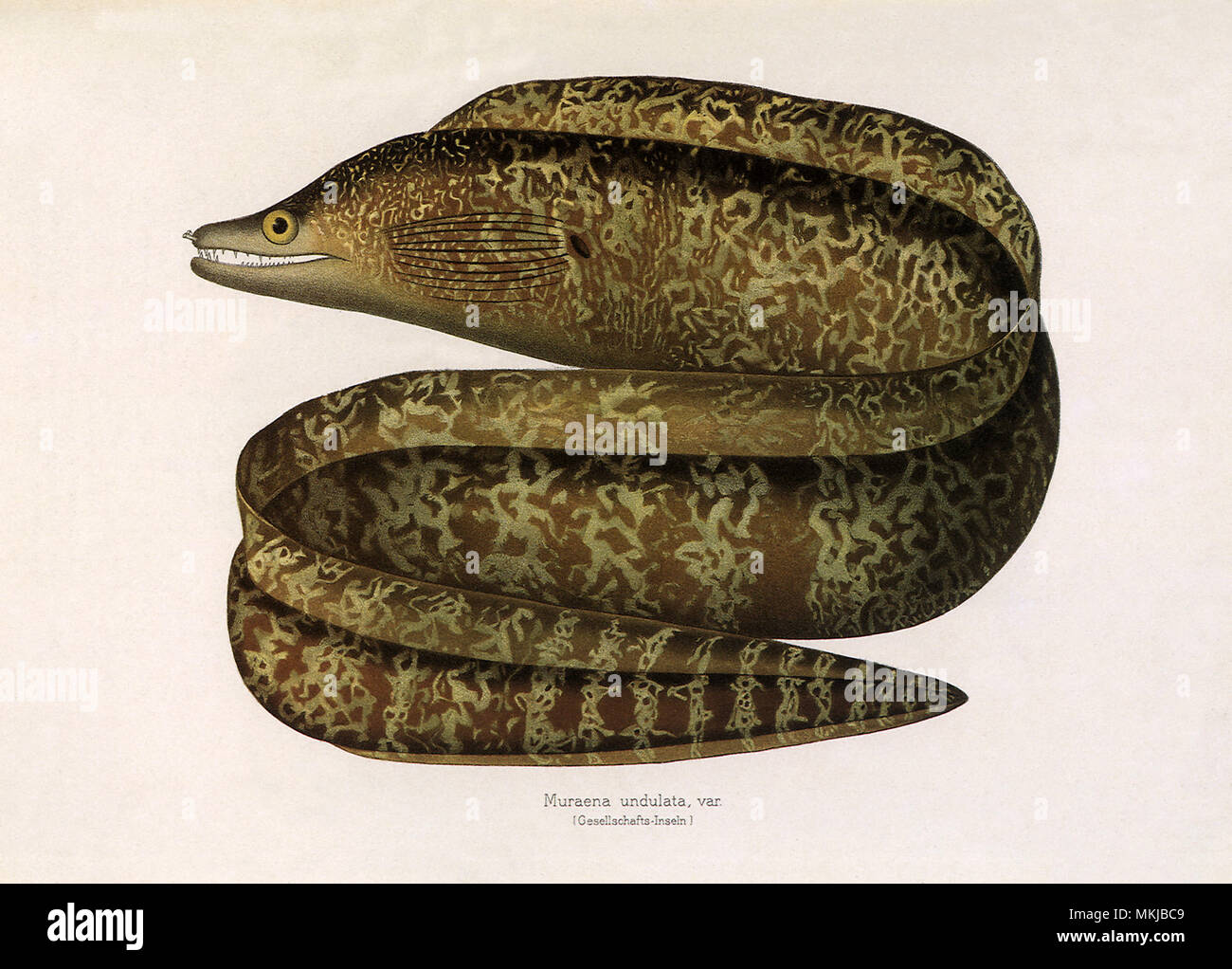 Leopard Moray Eel Stock Photo - Alamy