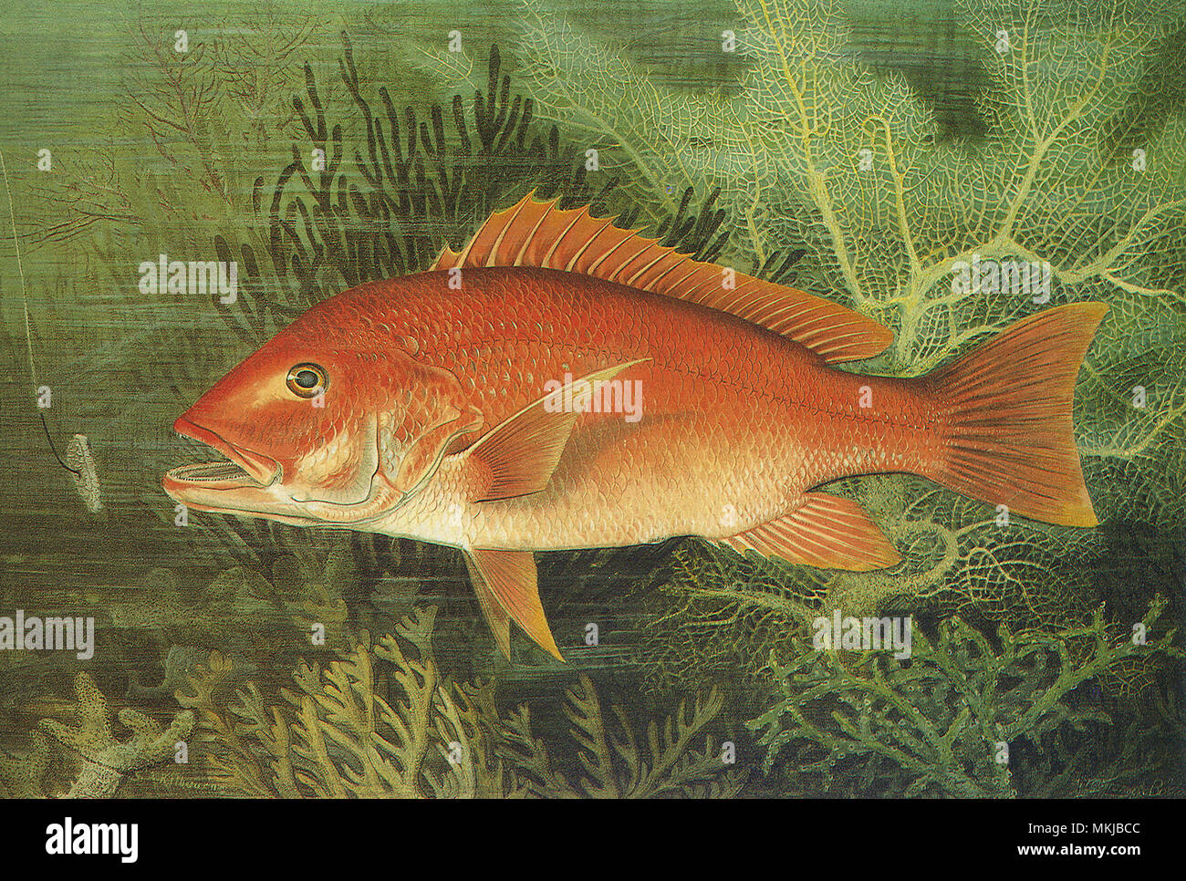 Water creatures surround hi-res stock photography and images - Alamy