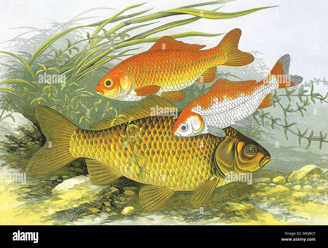 Three larger hi-res stock photography and images - Alamy