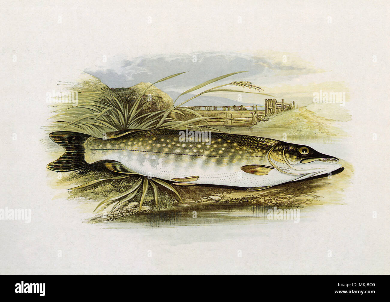 Long pike hi-res stock photography and images - Alamy