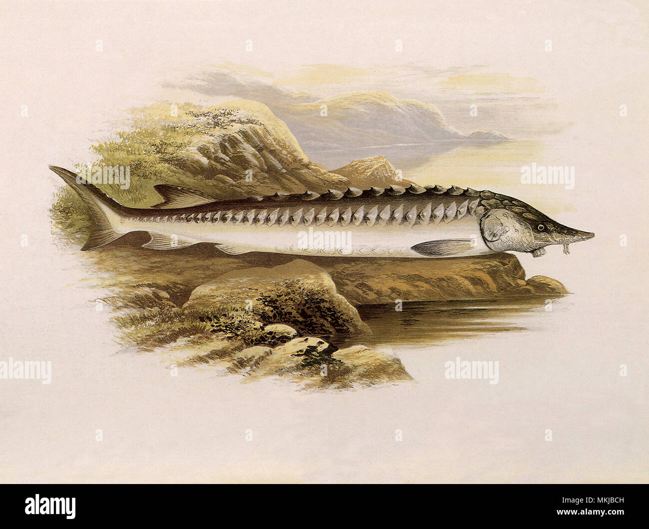 Bumpy scales hi-res stock photography and images - Alamy