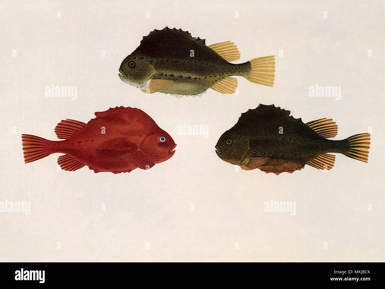 Lumpsucker fish hi-res stock photography and images - Alamy