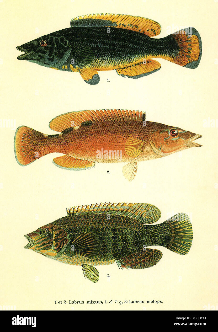 Belly markings hi-res stock photography and images - Alamy