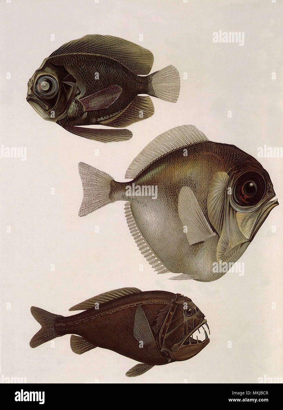 Three Deep-Sea Fish Stock Photo - Alamy