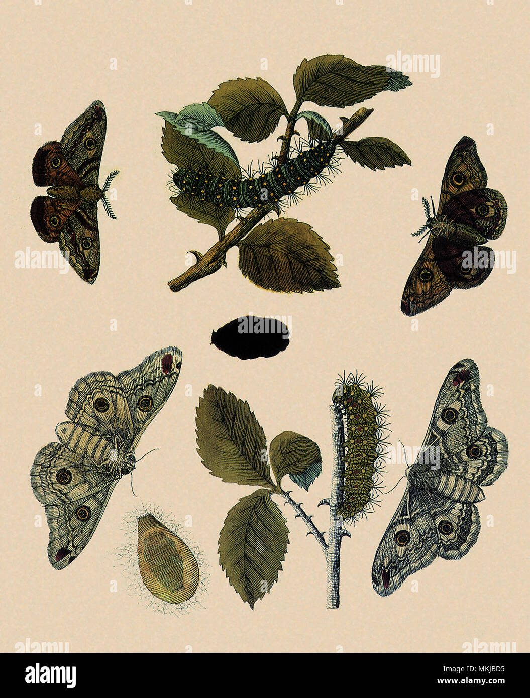 Moth drawing hi-res stock photography and images - Alamy