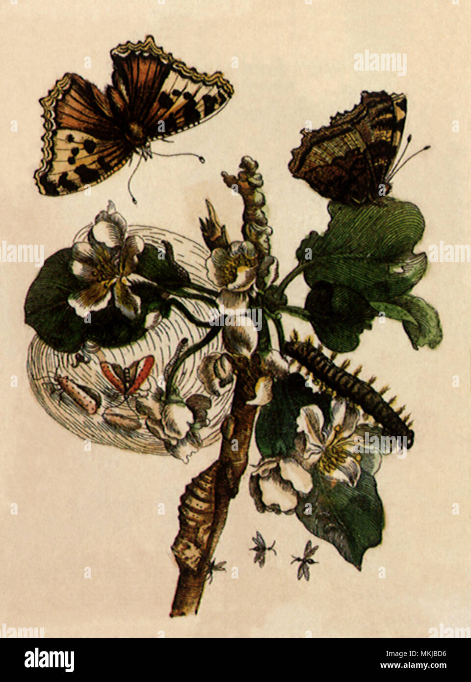 Butterflies and other insects hi-res stock photography and images - Alamy