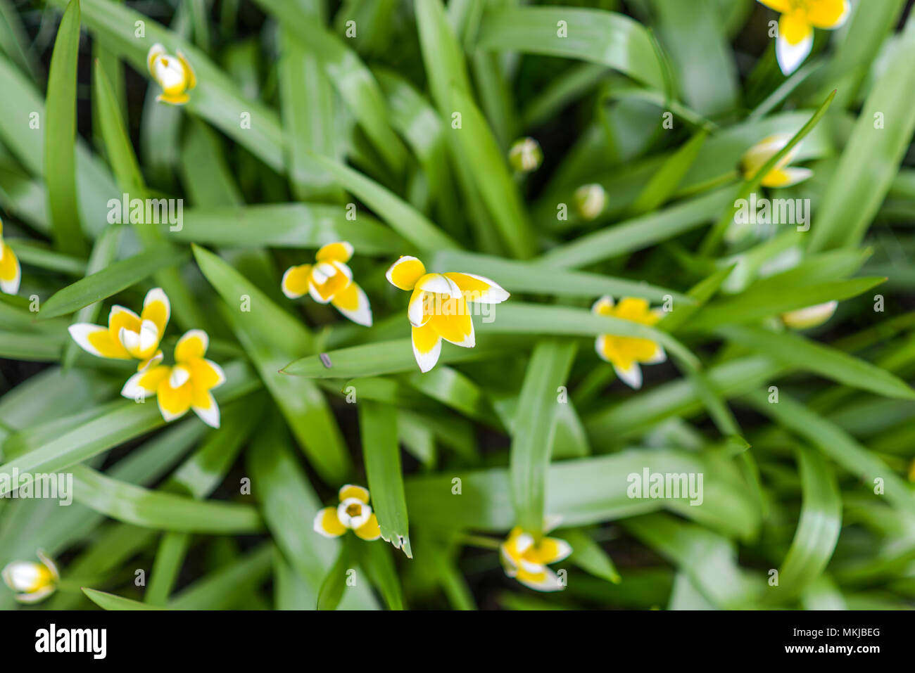 Small yellow flowers blooming in the spring garden Stock Photo - Alamy