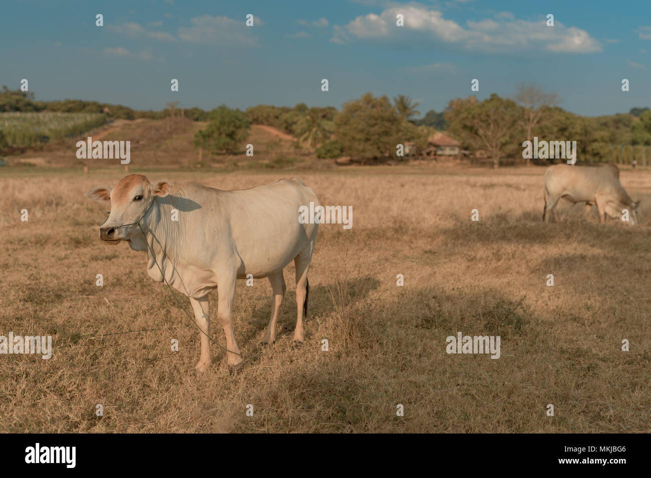 Cambodian cow graze in pasture, Banlung province. Asia Stock Photo - Alamy