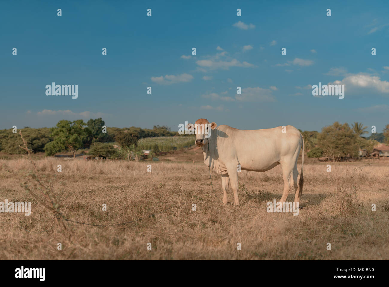 Cambodian cow hi-res stock photography and images - Alamy