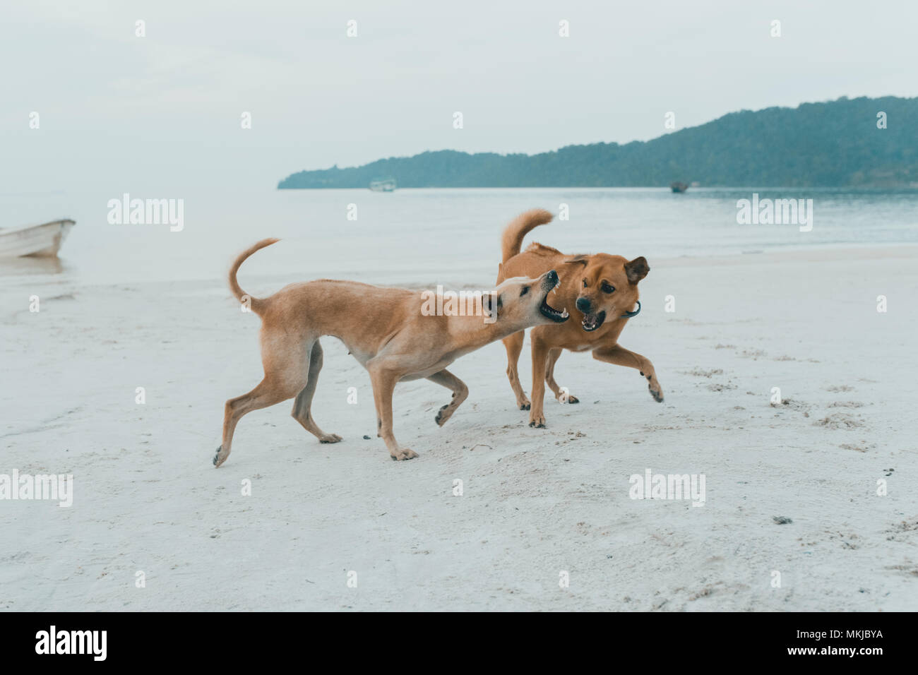 Golden hair island dog hi-res stock photography and images - Alamy