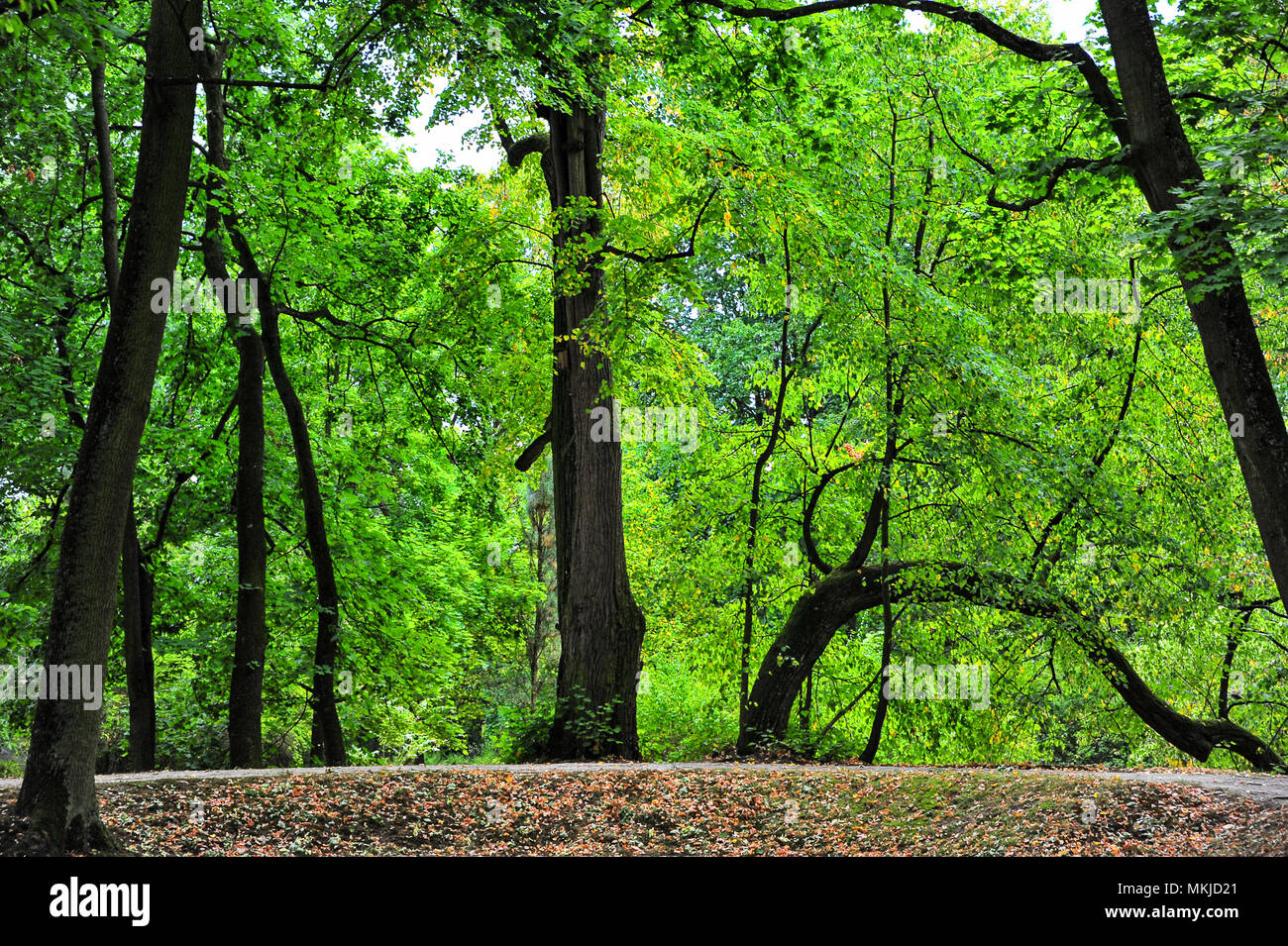 Dark tree trunks hi-res stock photography and images - Alamy