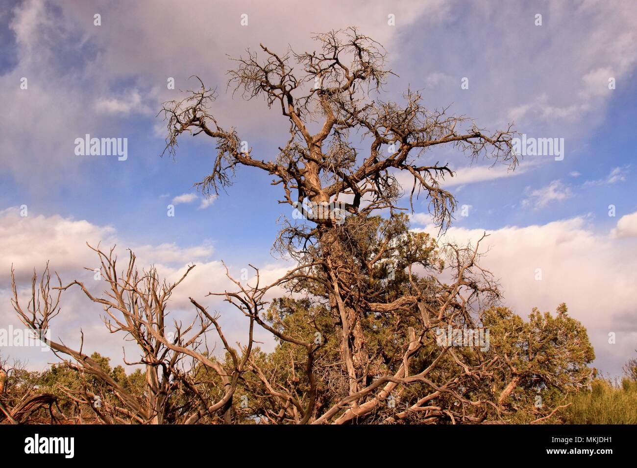 Old desert tree Stock Photo - Alamy