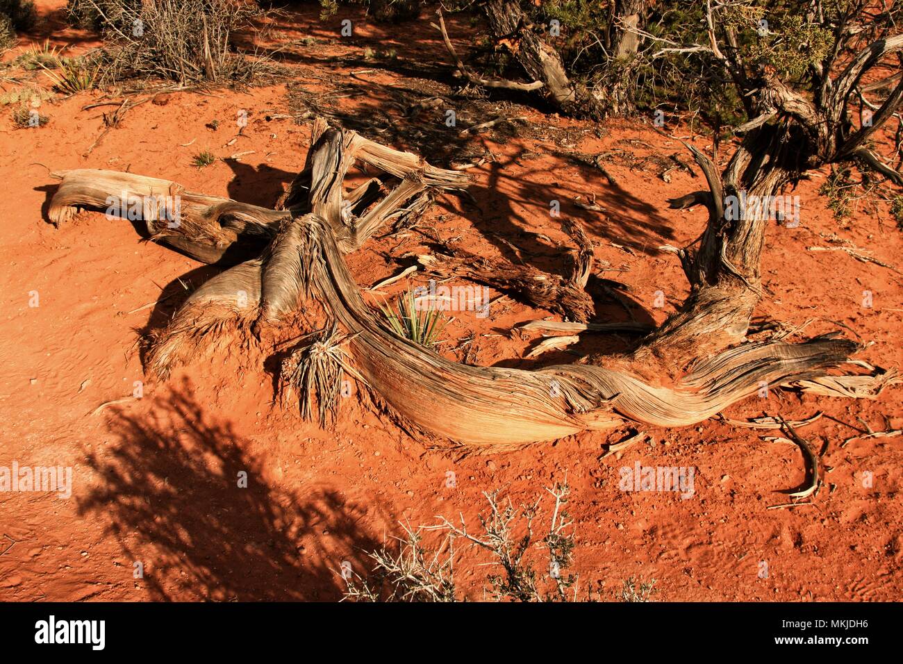 Old desert tree Stock Photo - Alamy