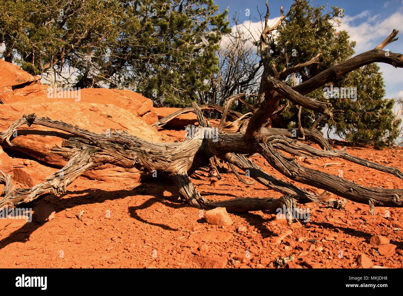 Old desert tree Stock Photo - Alamy