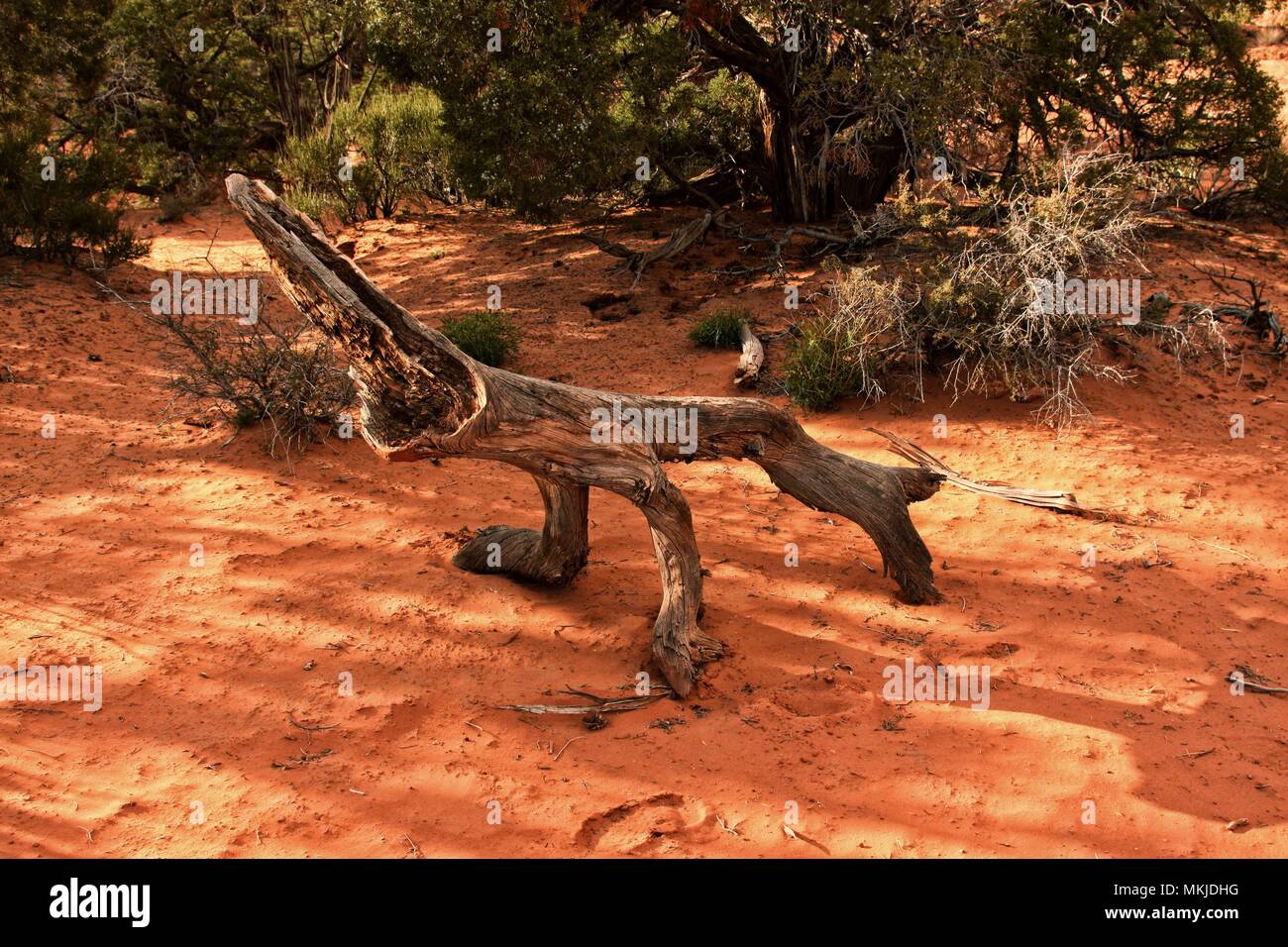 Old desert tree Stock Photo - Alamy