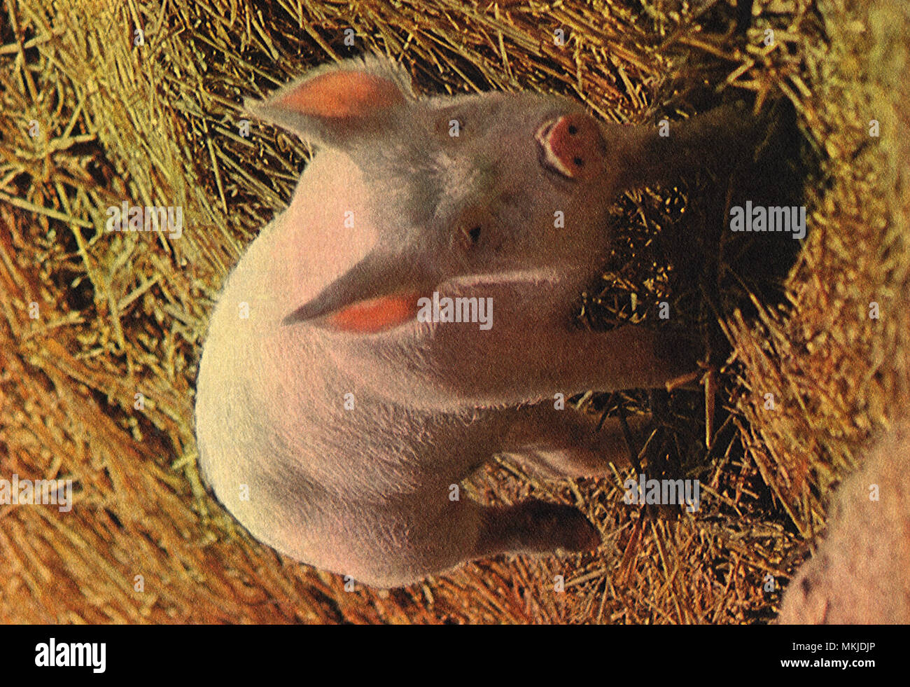 Pink creature hi-res stock photography and images - Alamy